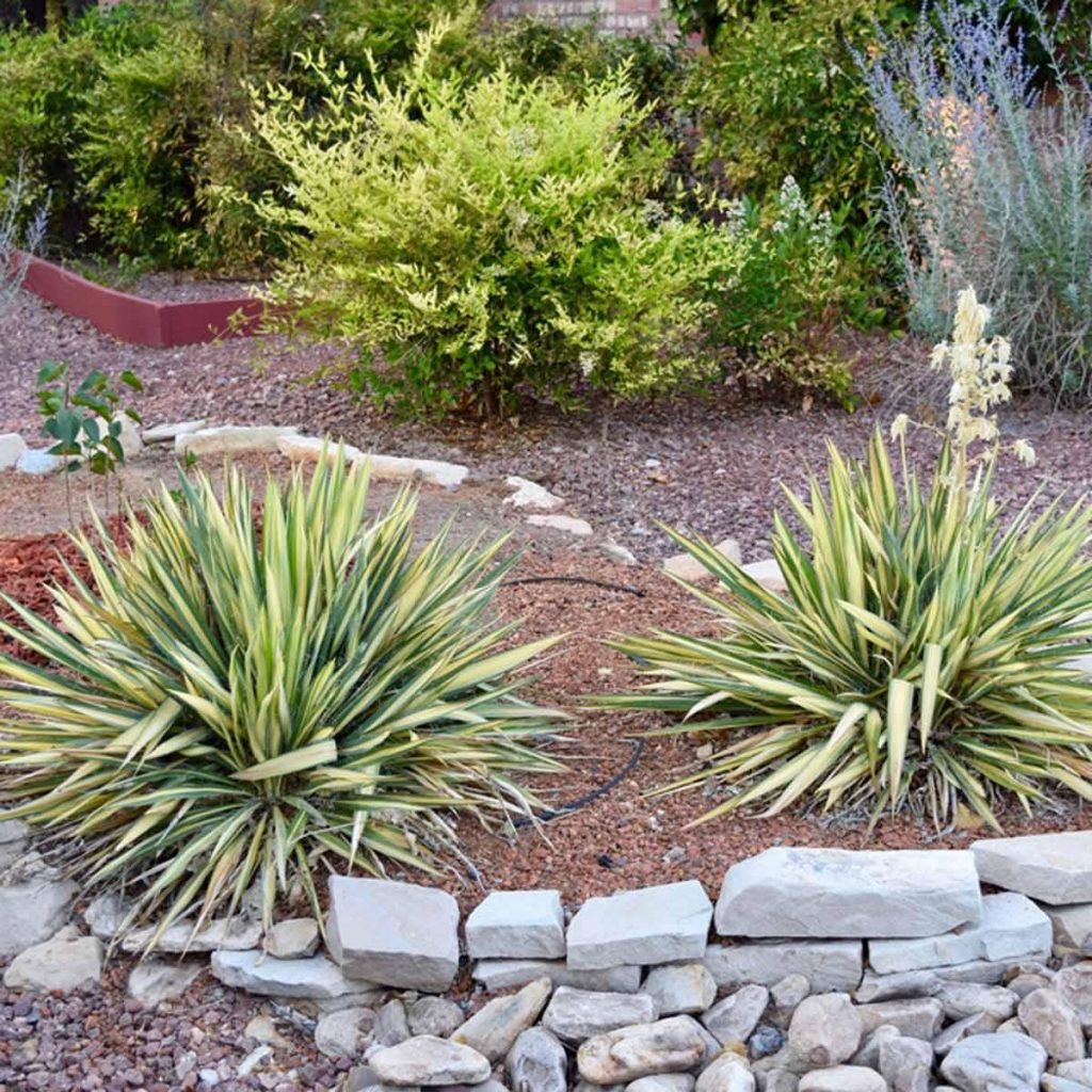 20+ Best Desert Landscape Ideas in 2020 - EatHappyProject