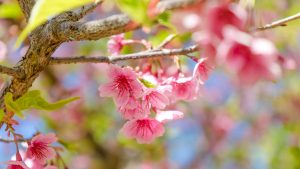 Pink Flowering Tree Identification Guide: Exploring 18 Best Ideas ...