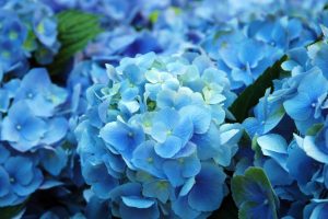 30 Beautiful Blue Flower Names with Pictures - EatHappyProject