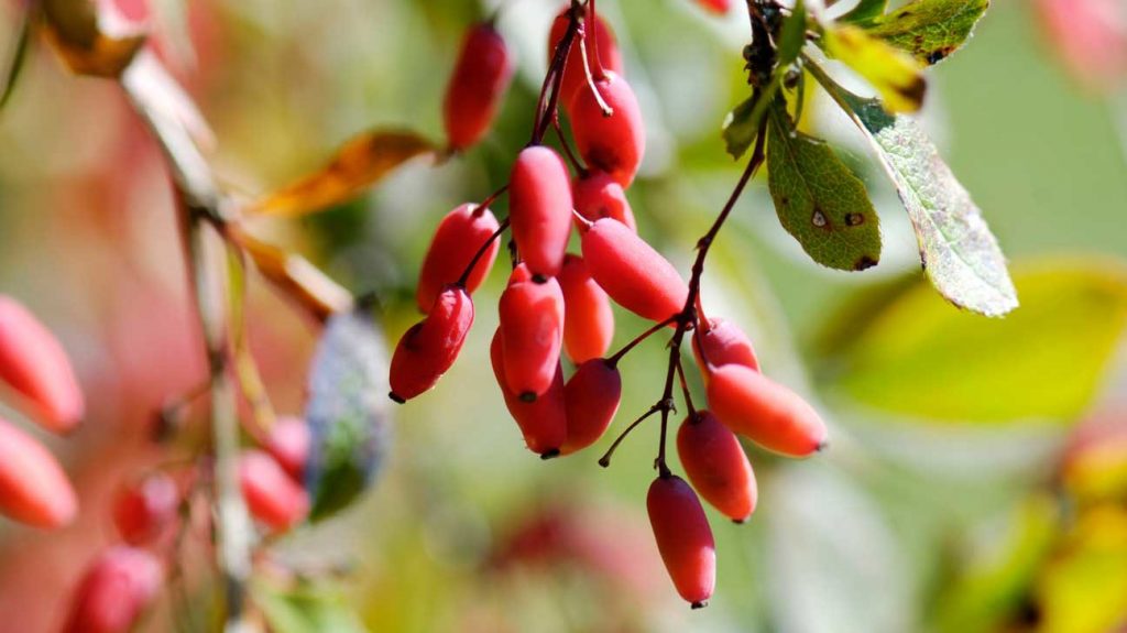 26 Types of Red Fruit Berries Growing on Trees and Shrub - EatHappyProject