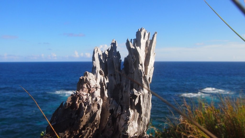 The Ultimate Cedar Tree Identification Guide - EatHappyProject