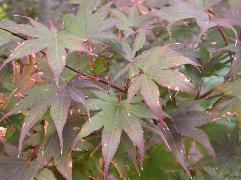 Trimming Japanese Maple Trees: Top 14 Tips for Pruning Japanese Maples ...