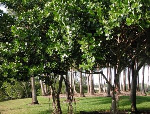 Clusia Plant and Hedge: A Comprehensive Care Guide - EatHappyProject