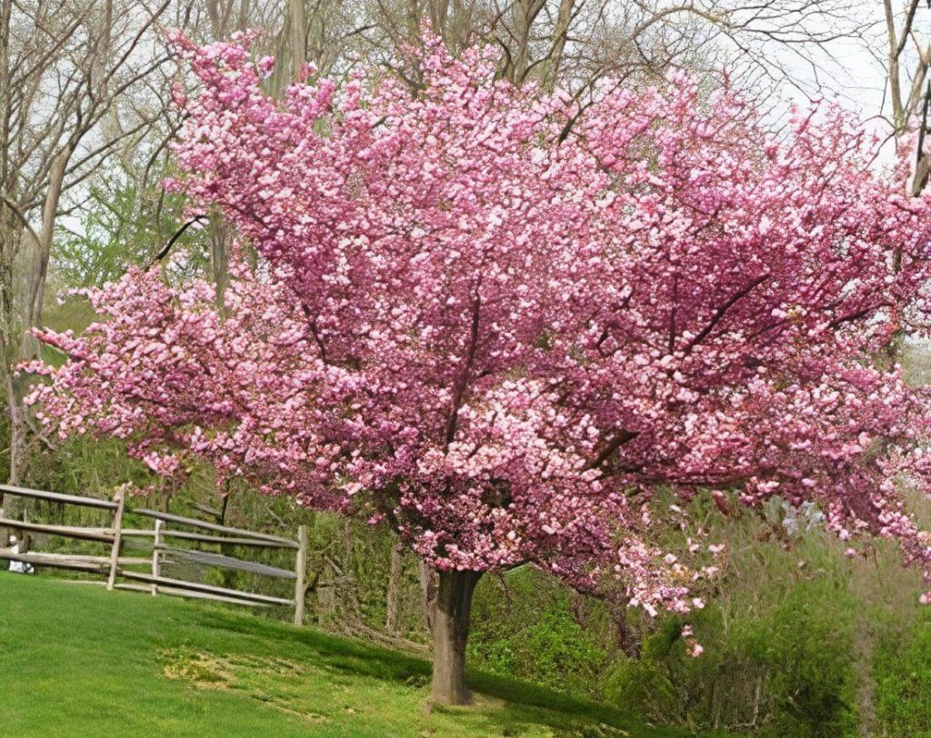 Pink Flowering Tree Identification Guide: Exploring 18 Best Ideas ...
