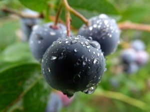 22 Types of Berries: The Hidden Secrets Revealed - EatHappyProject