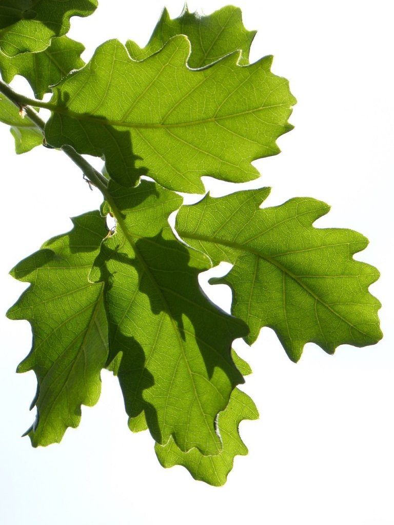 Types of Oak Trees with their Bark and Leaves: Identification Guide ...