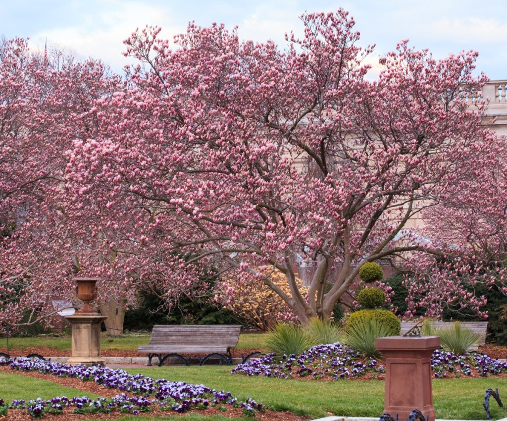 Pink Flowering Tree Identification Guide: Exploring 18 Best Ideas ...