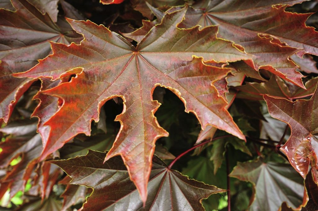 Guide to Maple Trees: Types, Leaves, and Bark with Pictures ...