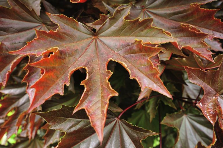 Guide to Maple Trees: Types, Leaves, and Bark with Pictures ...