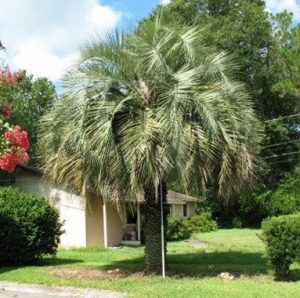 18 Small or Dwarf Palm Trees: Perfect Addition To A Garden ...