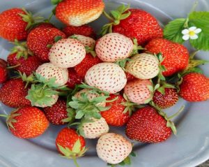 23 Beerensorten mit Bild und Namen - EatHappyProject | My Race