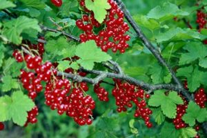 26 Types of Red Berries Growing on Trees and Shrub - EatHappyProject