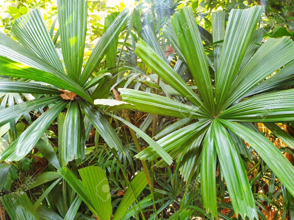 18 Small or Dwarf Palm Trees: Perfect Addition To A Garden ...