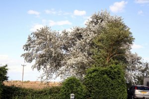 Guide to Maple Trees: Types, Leaves, and Bark with Pictures ...