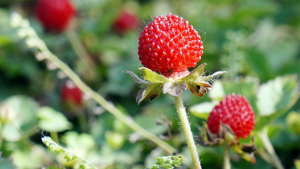 26 Types of Red Fruit Berries Growing on Trees and Shrub - EatHappyProject