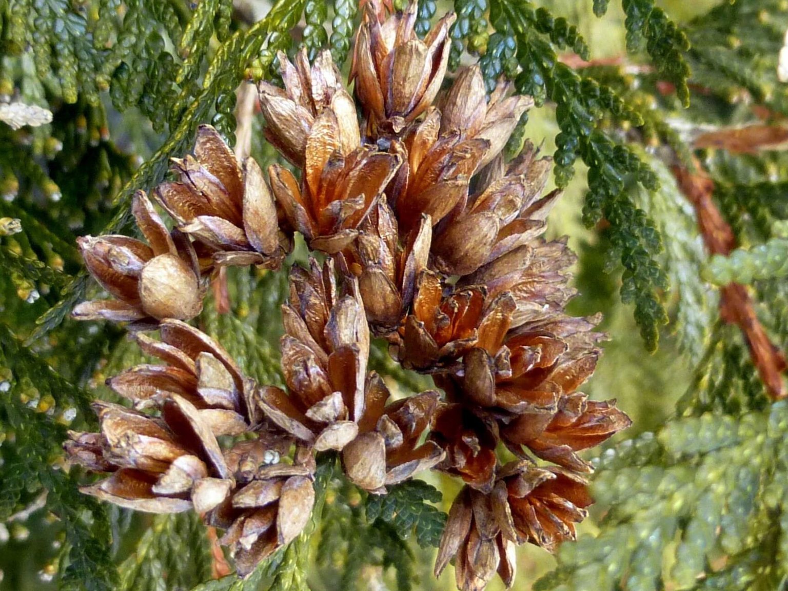 The Ultimate Cedar Tree Identification Guide - EatHappyProject