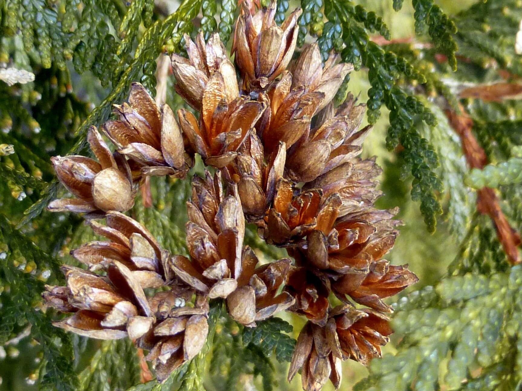 The Ultimate Cedar Tree Identification Guide - EatHappyProject
