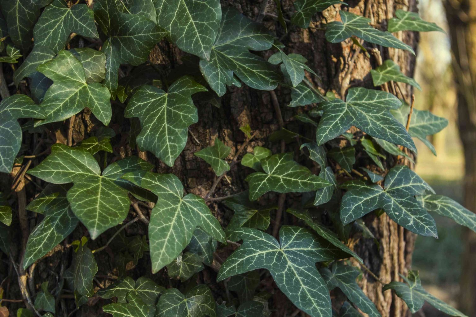 15 Types of Ivy Plants: Guide for Perfect Outdoor and Indoor Setting ...