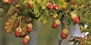 A Guide to Identify Oak Tree by Leaves and Bark - EatHappyProject