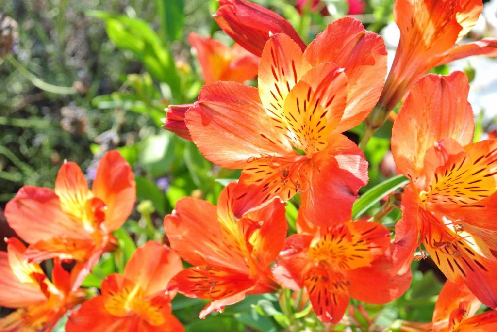 Types of Orange Flowers: Stunning Orange Flowering Plants - EatHappyProject