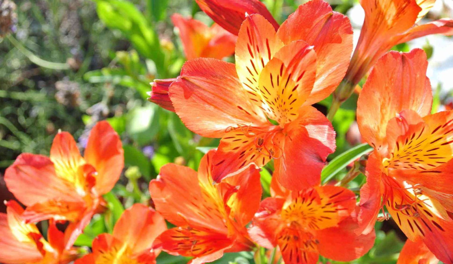 Orange Flower Identification: 23 Beautiful Varieties to Discover ...