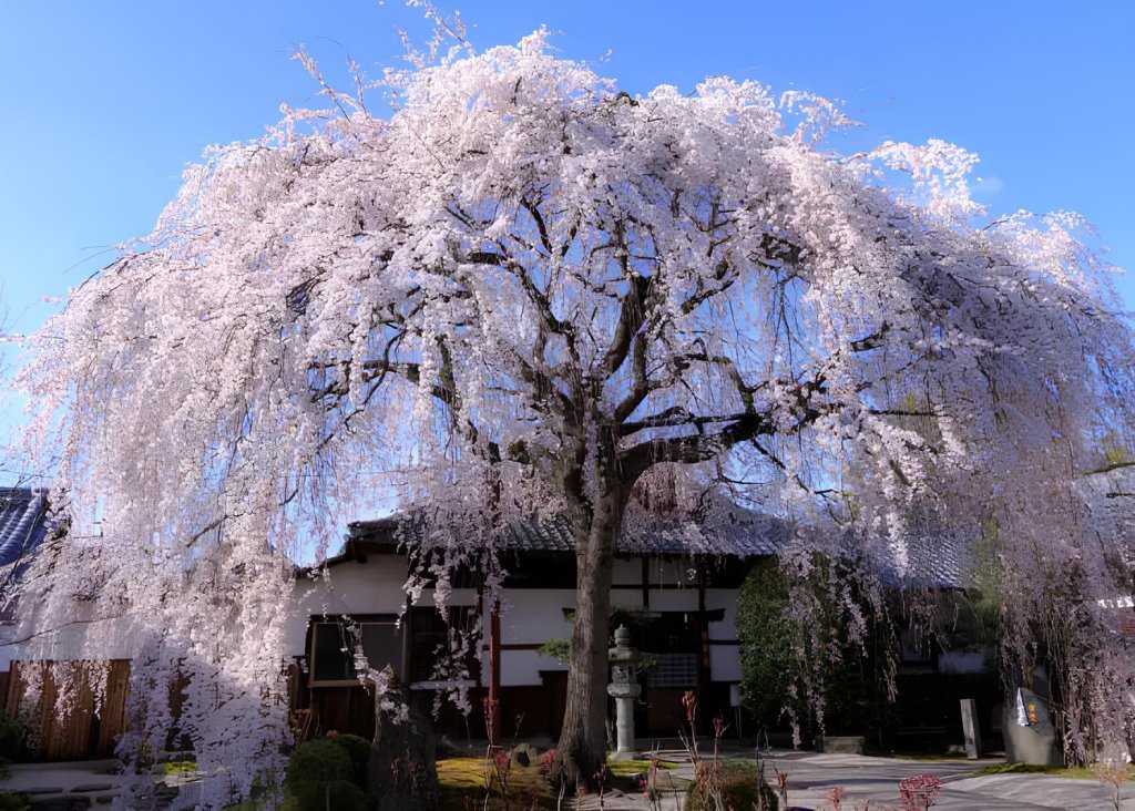 Pink Flowering Tree Identification Guide: Exploring 18 Best Ideas ...