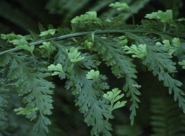 Types of Ferns: Different Varieties of Indoors and Outdoors Fern Plants ...