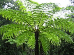 Types of Ferns: Different Varieties of Indoors and Outdoors Fern Plants ...