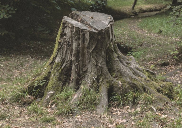 7 Easy Steps to Rot a Tree Stump Quickly - EatHappyProject