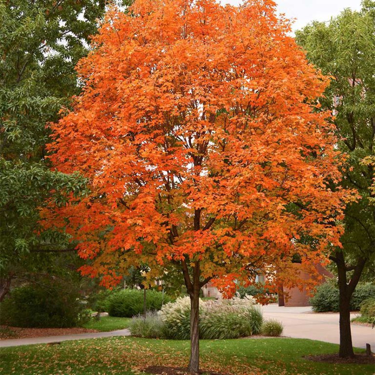 Guide to Maple Trees: Types, Leaves, and Bark with Pictures ...