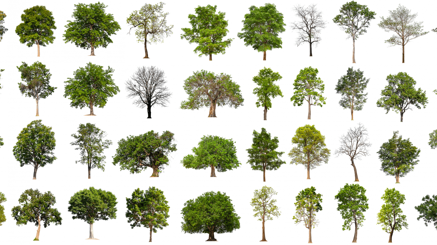 Different Types of Trees with Their Names and Pictures for Easy ...