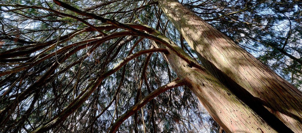 The Ultimate Cedar Tree Identification Guide - EatHappyProject