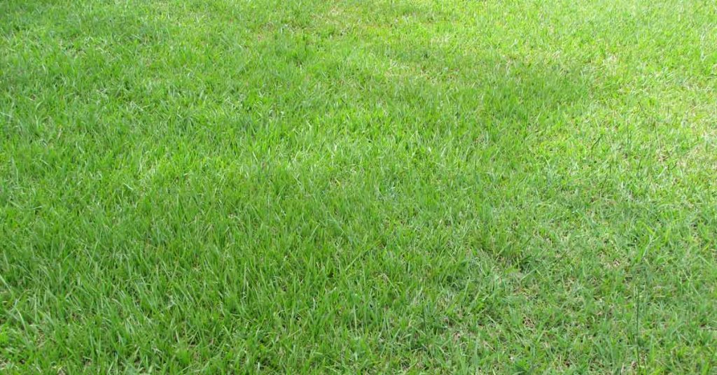 Best Grass for Sandy Soils [5 Grasses that Grow Well on Sandy Lawns ...