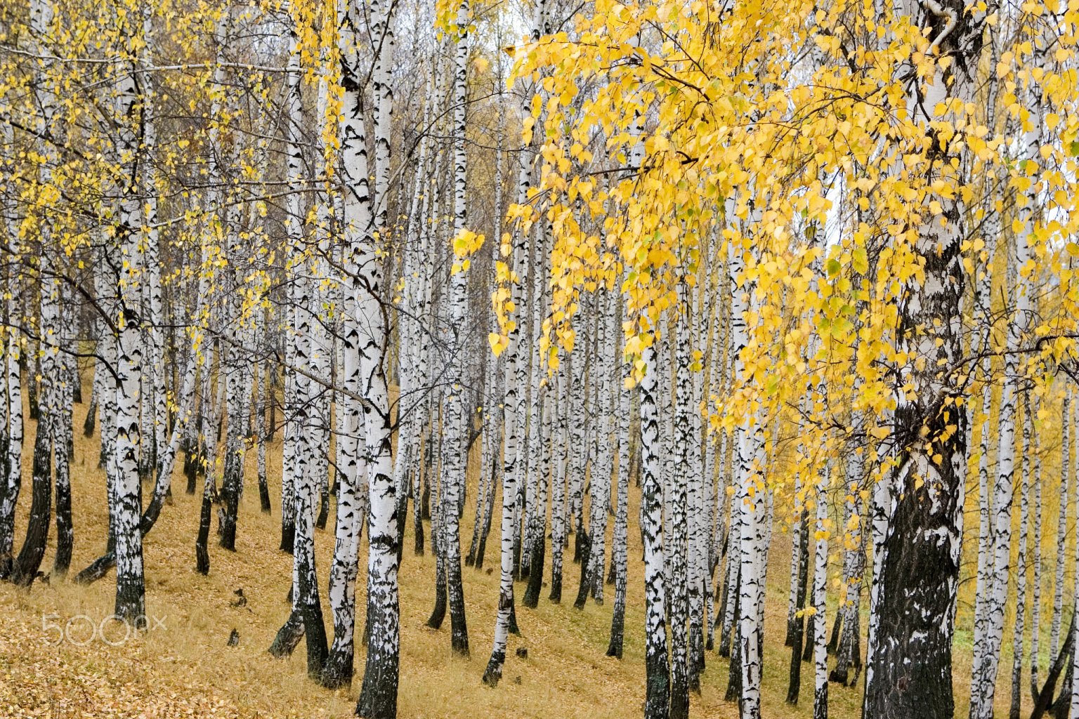 Discover 6 Prominent Symbolic Trees: Importance & Interesting Facts ...