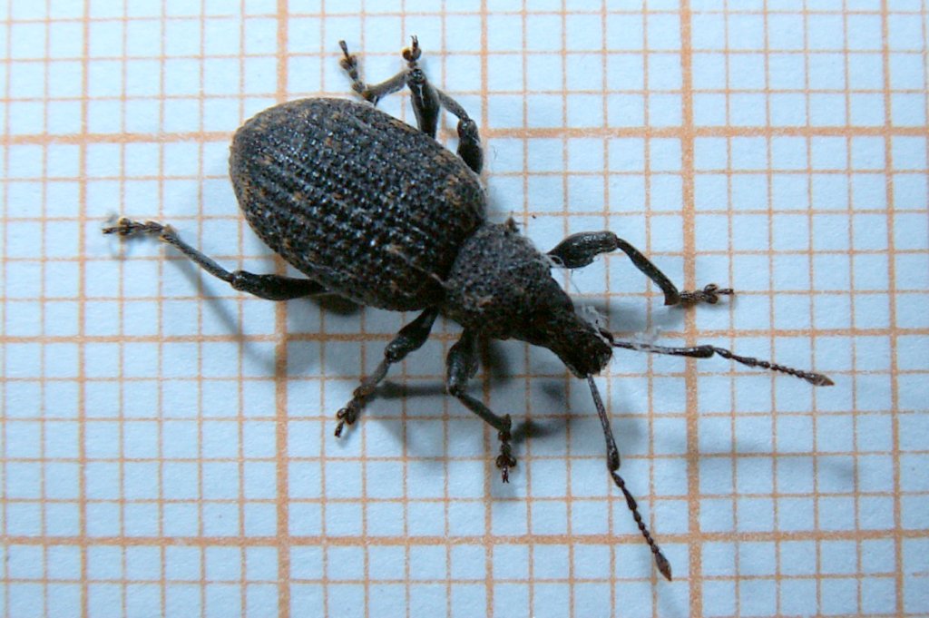 14 Prominent Black Beetle Types with Their Identifications ...