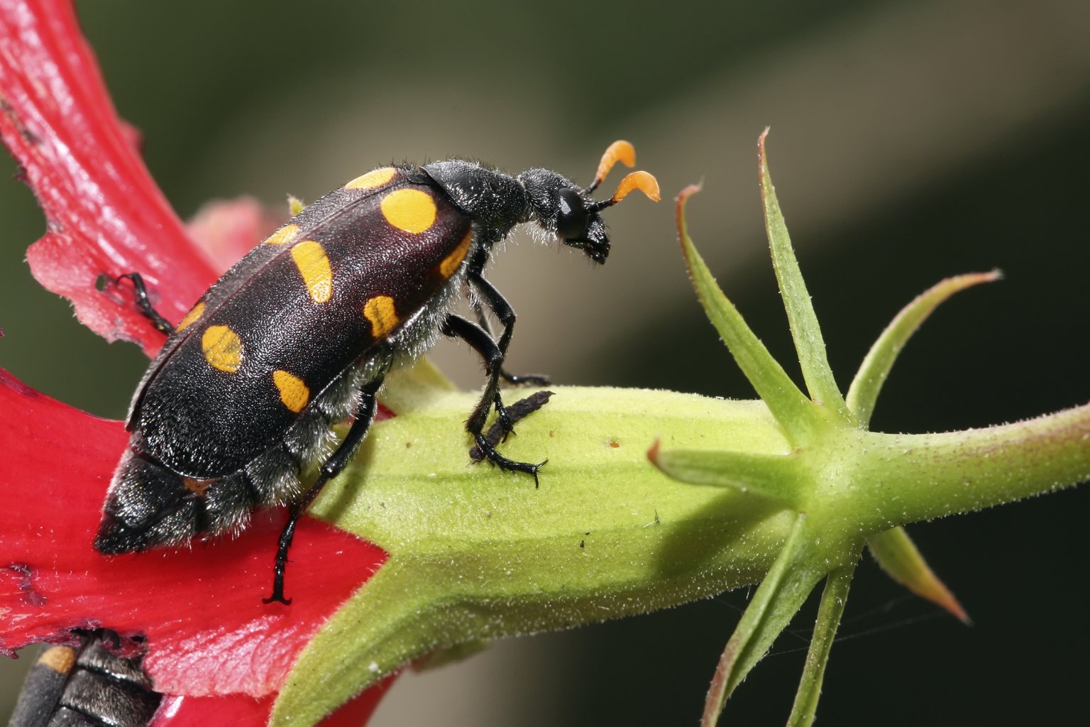 14 Prominent Black Beetle Types with Their Identifications ...