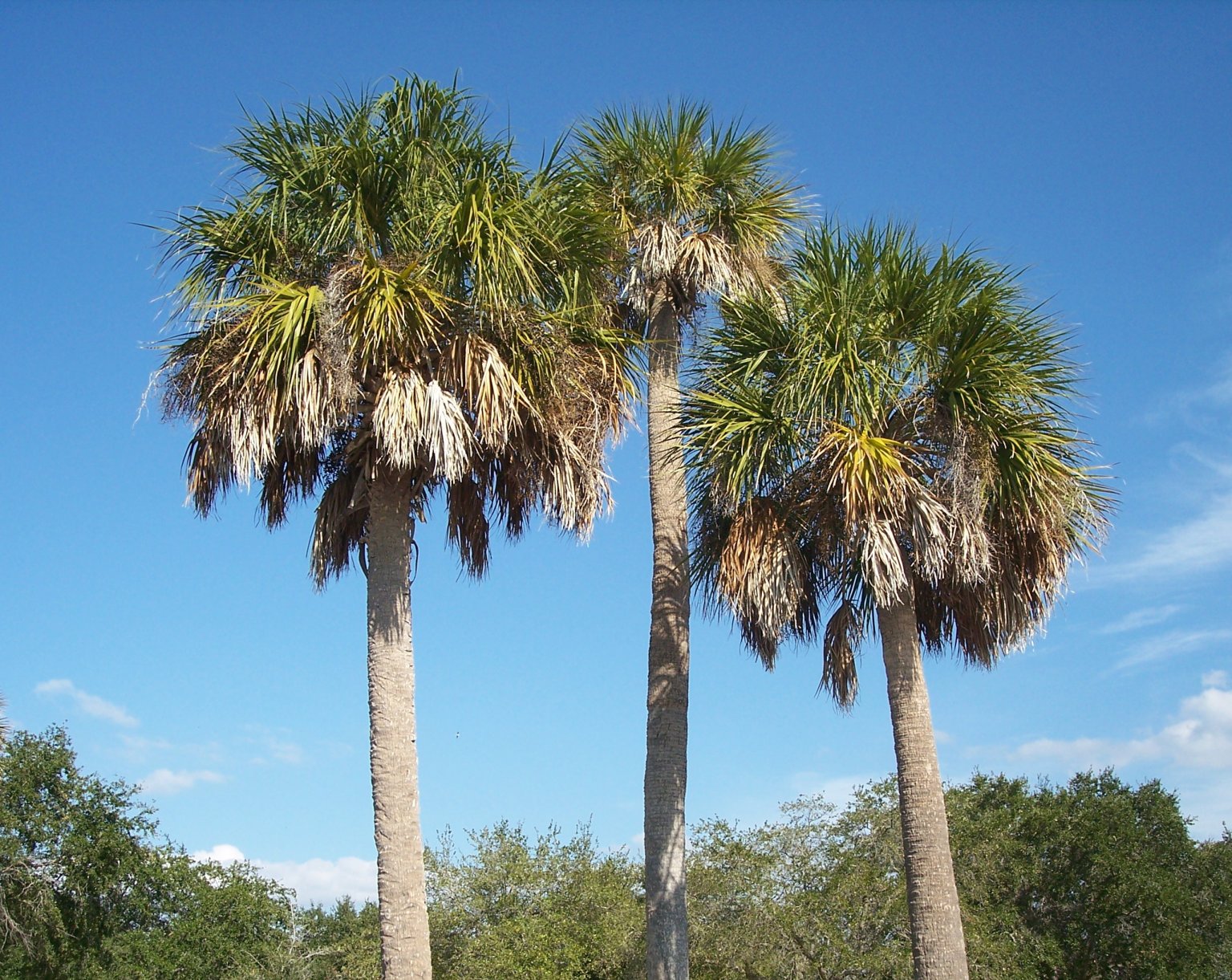 Palm Trees Identification Guide (Pictures and Names) - EatHappyProject