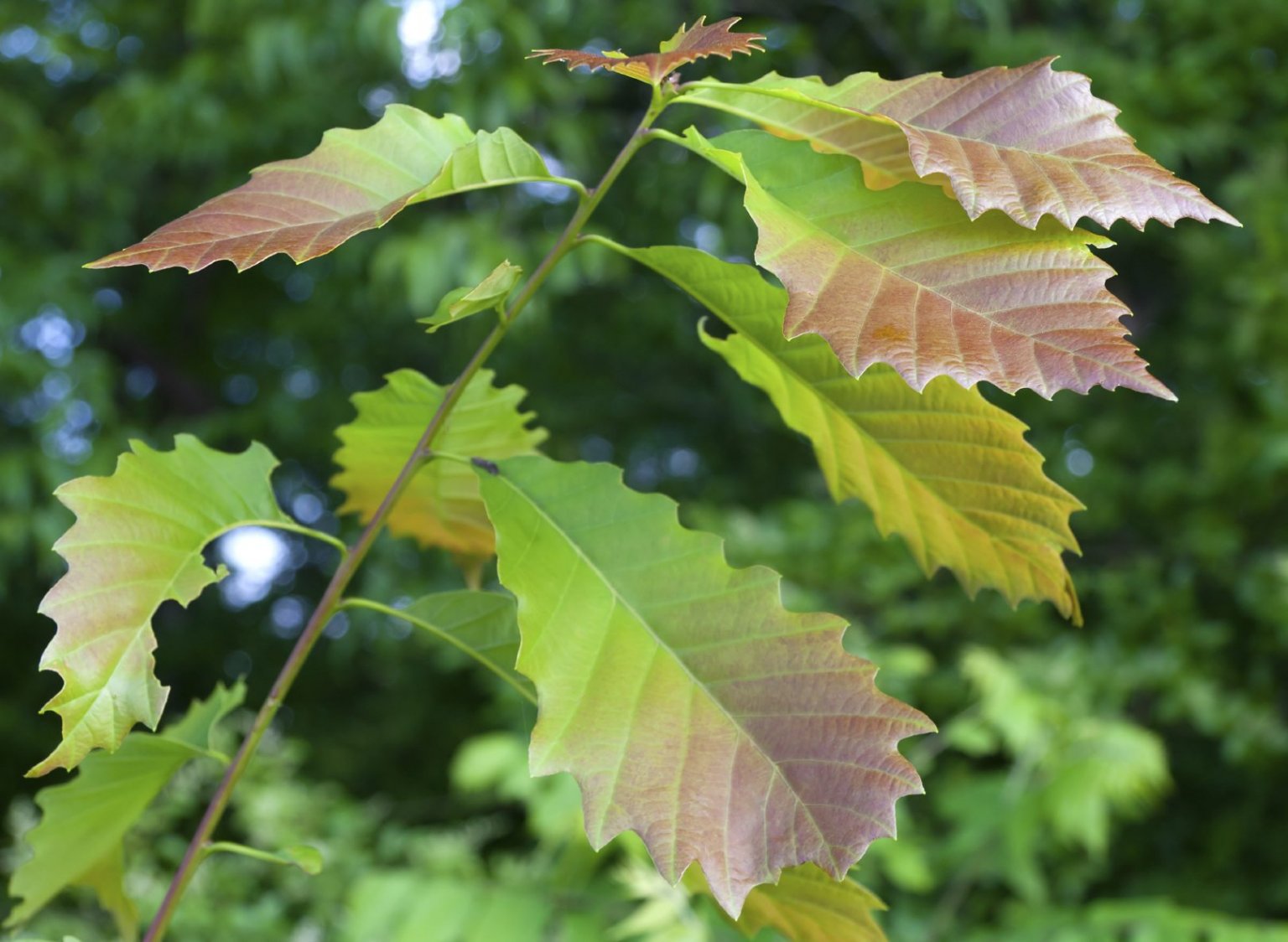 A Guide to Identify Oak Tree by Leaves and Bark - EatHappyProject