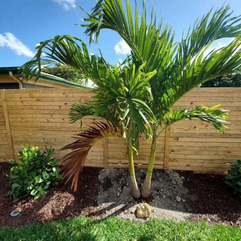 Types of Palm Trees with Identification Guide (Pictures and Names ...