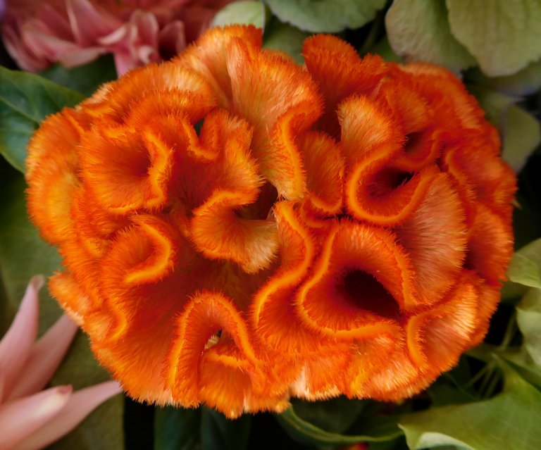 Types of Orange Flowers: Stunning Orange Flowering Plants - EatHappyProject