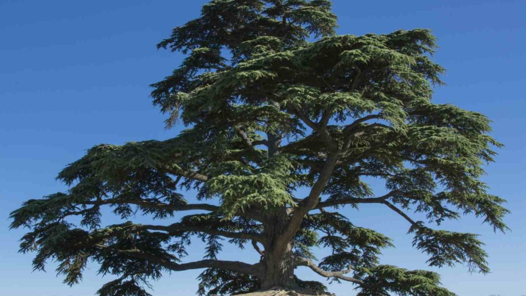 The Ultimate Cedar Tree Identification Guide - EatHappyProject