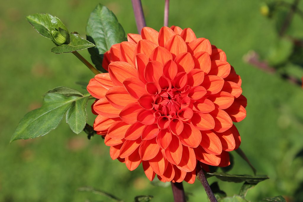 Orange Flower Identification: 23 Beautiful Varieties to Discover ...