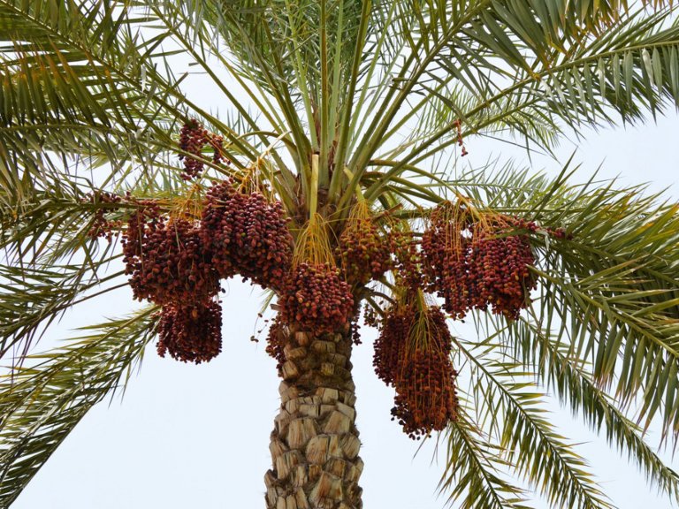 Palm Trees Identification Guide (Pictures and Names) - EatHappyProject