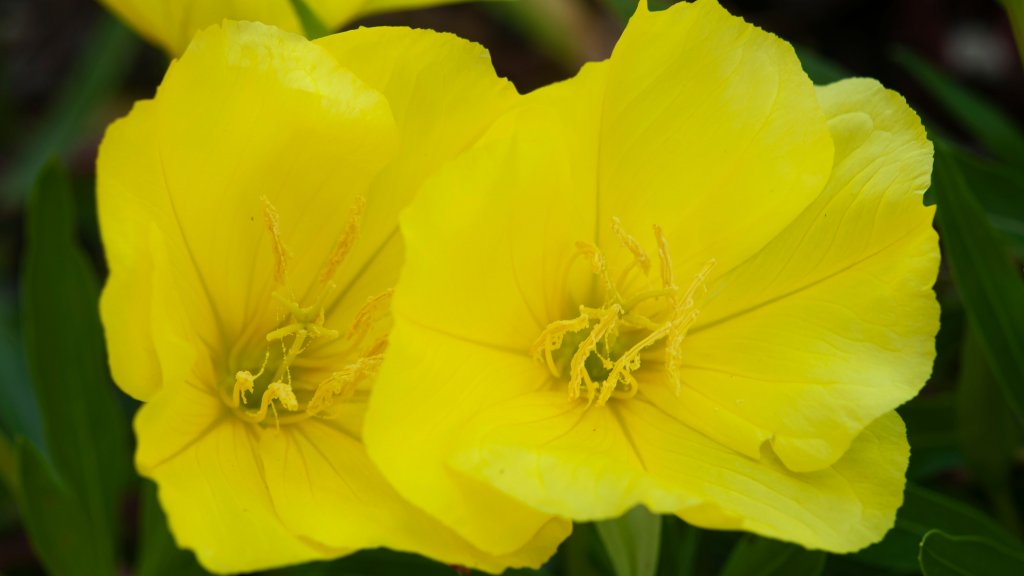 14 Yellow Flowering Herbs: The Most Beautiful Herbs with Yellow Flowers ...