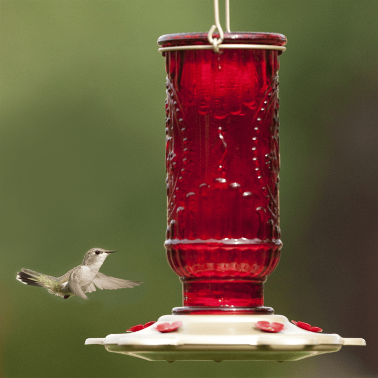 Tips for Placing Your Hummingbird Feeder - EatHappyProject
