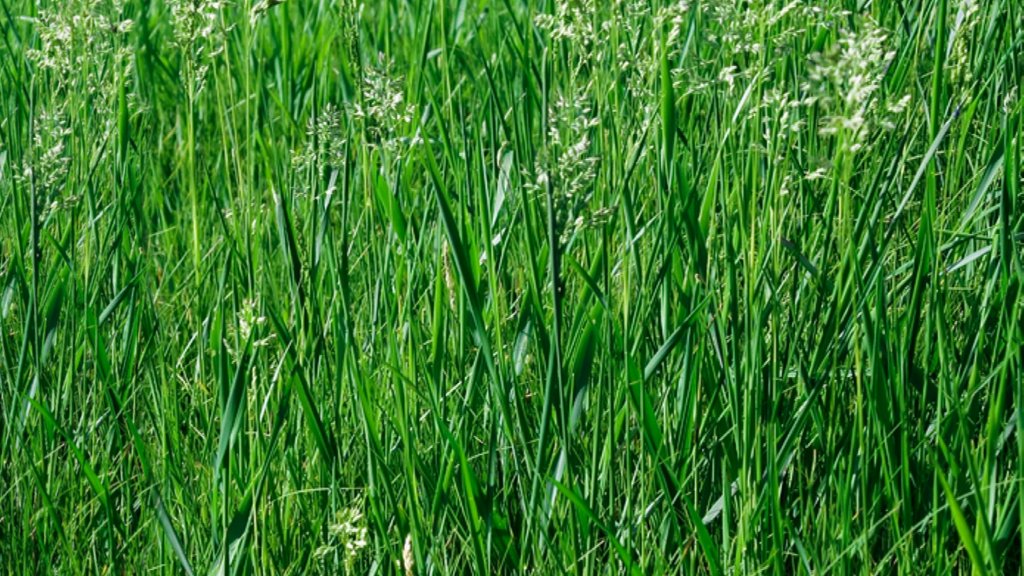 Best Grass for Sandy Soils [5 Grasses that Grow Well on Sandy Lawns ...