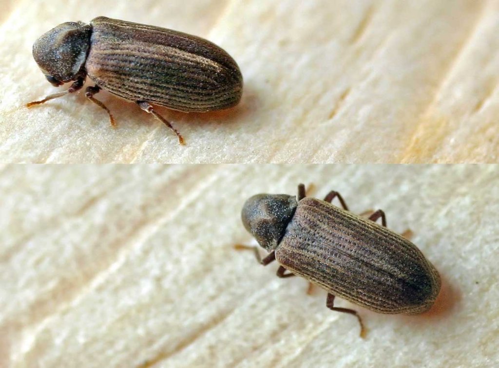 14 Prominent Black Beetle Types with Their Identifications ...