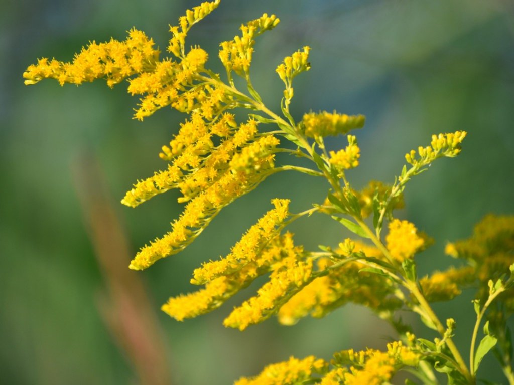 14 Yellow Flowering Herbs: The Most Beautiful Herbs with Yellow Flowers ...