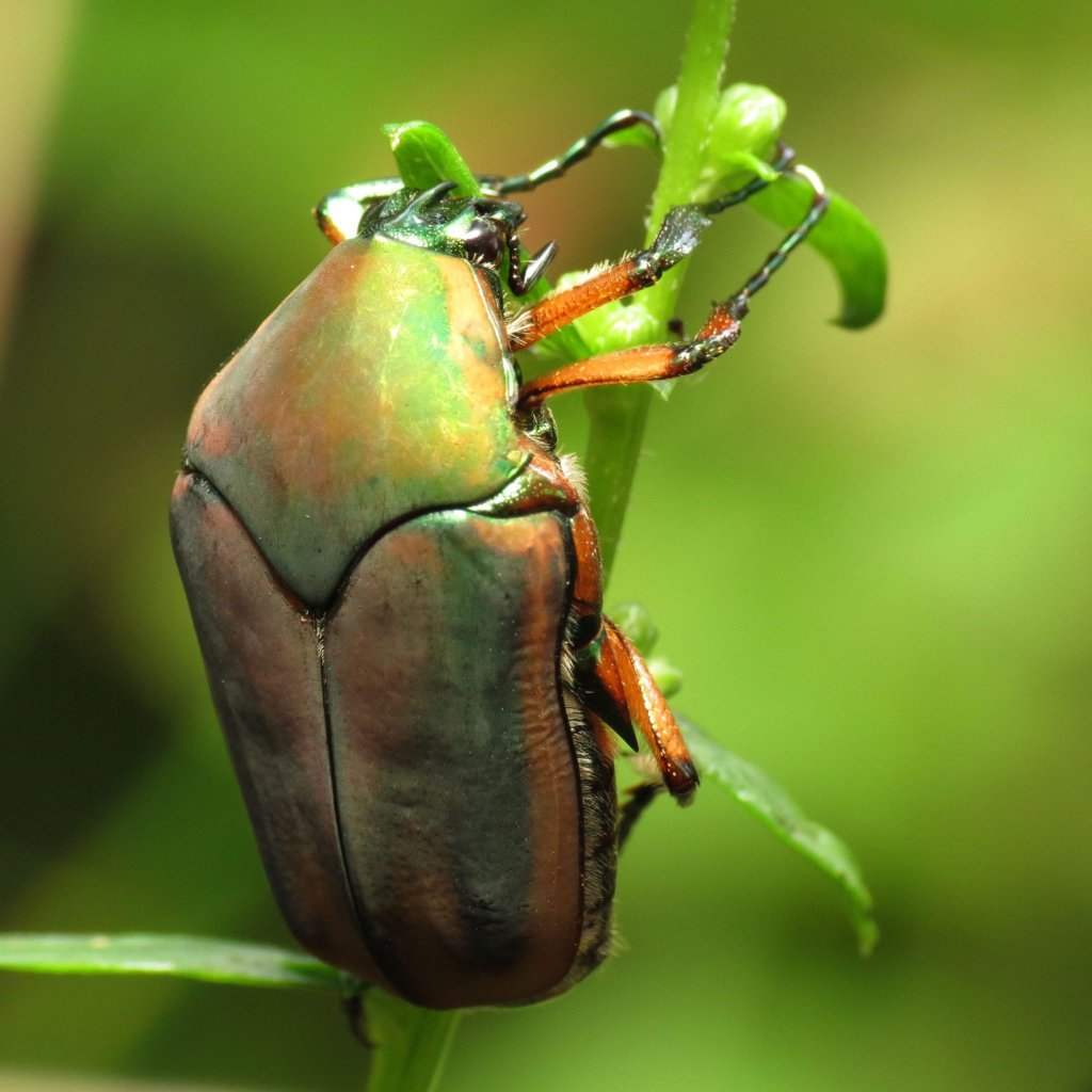 Green June Beetle Diet: Everything You Need to Know - EatHappyProject