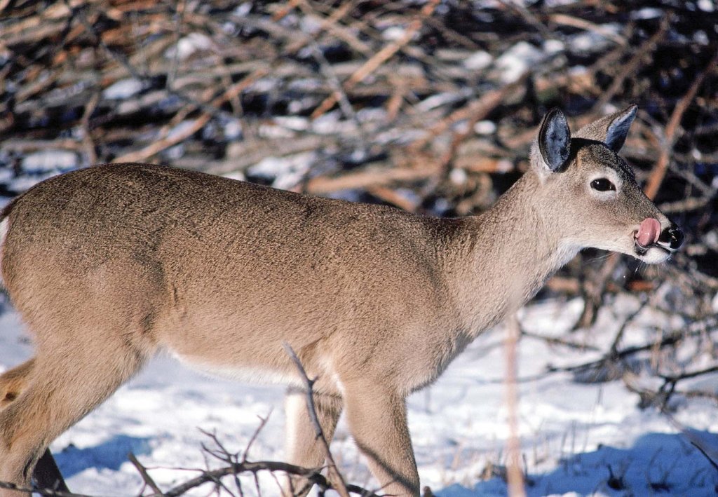 The Do's and Don'ts of Feeding Deer This Winter! - EatHappyProject